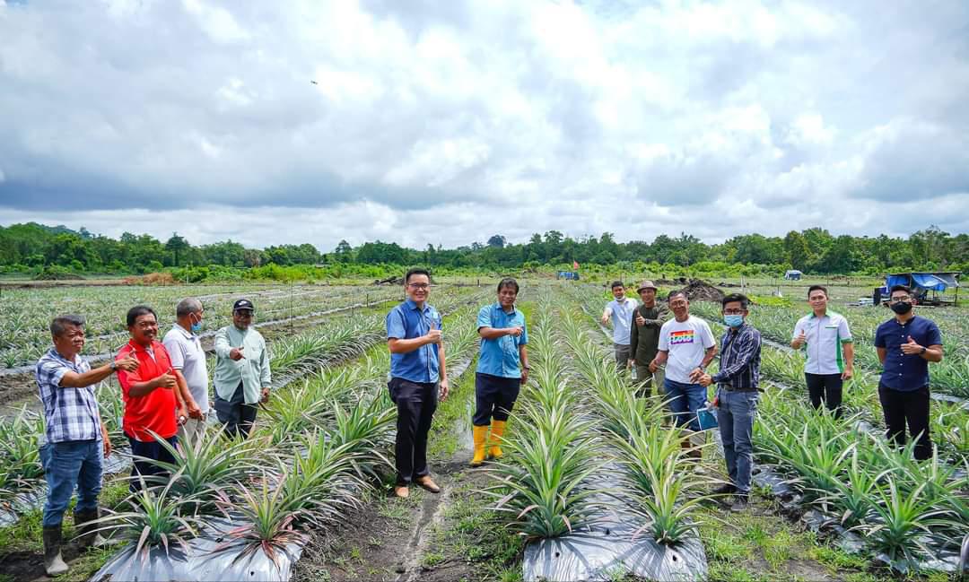 Limbang berpotensi untuk dijadikan Projek Perintis Tanaman Nanas ...